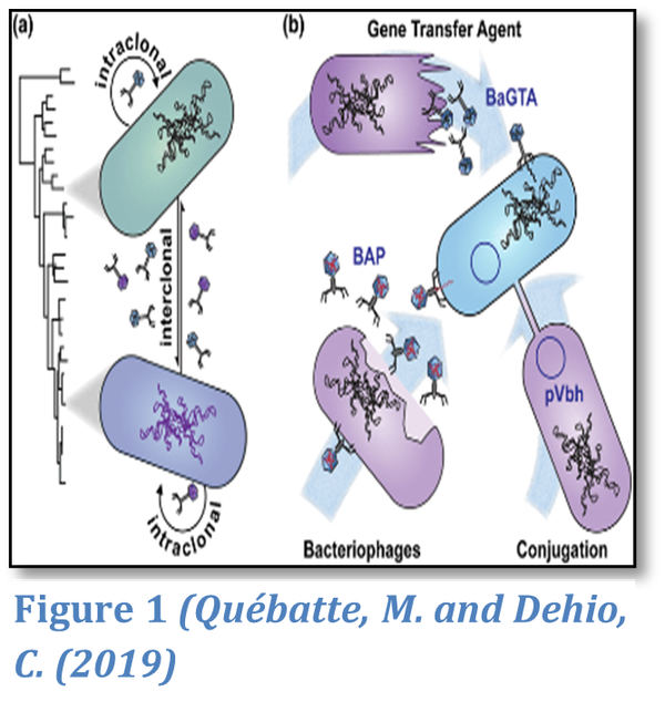 From Commensal to Pathogen: The Mechanisms Behind Bacteria